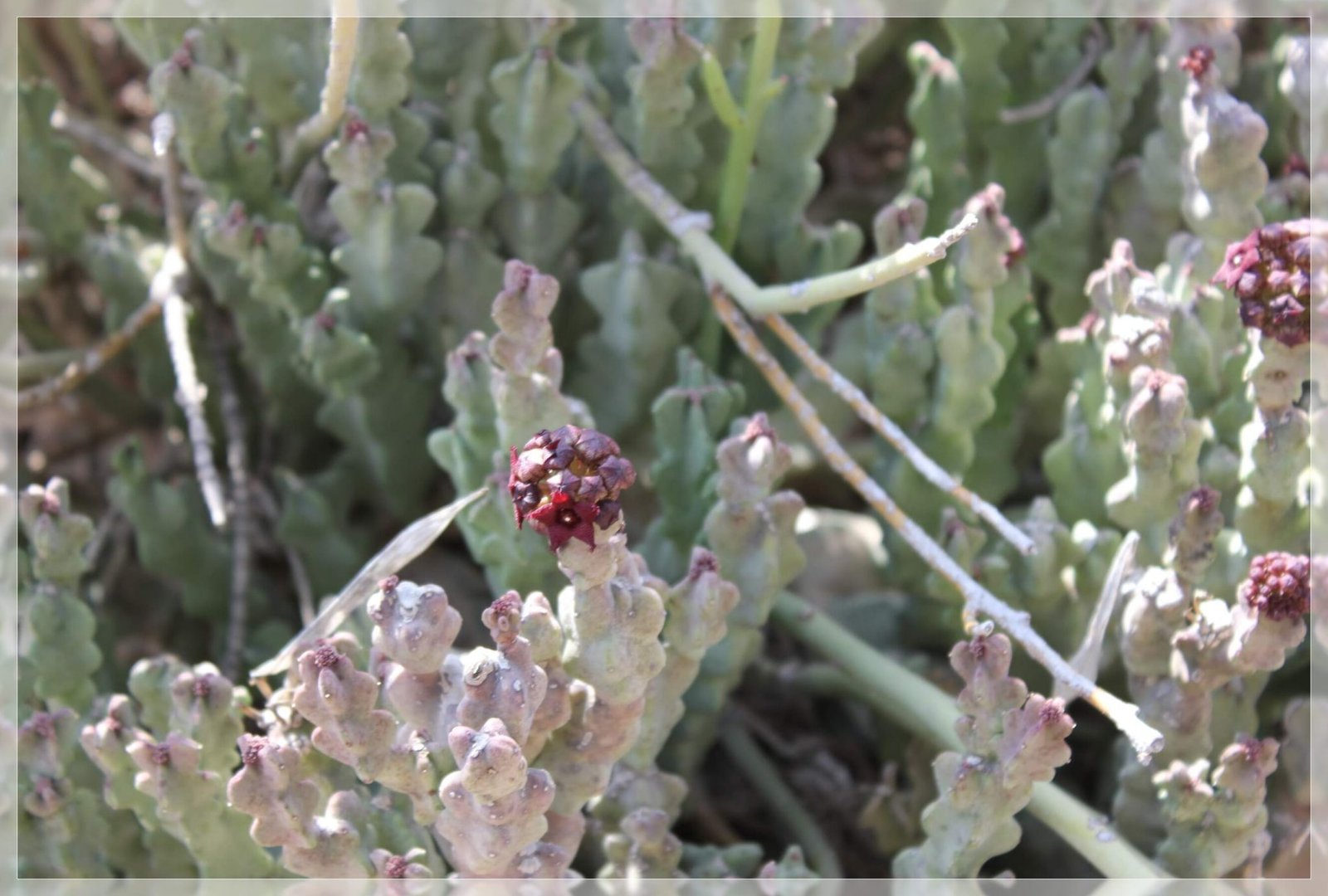Caralluma arabica (خنصور) - Al Ayadi Al Khadraa